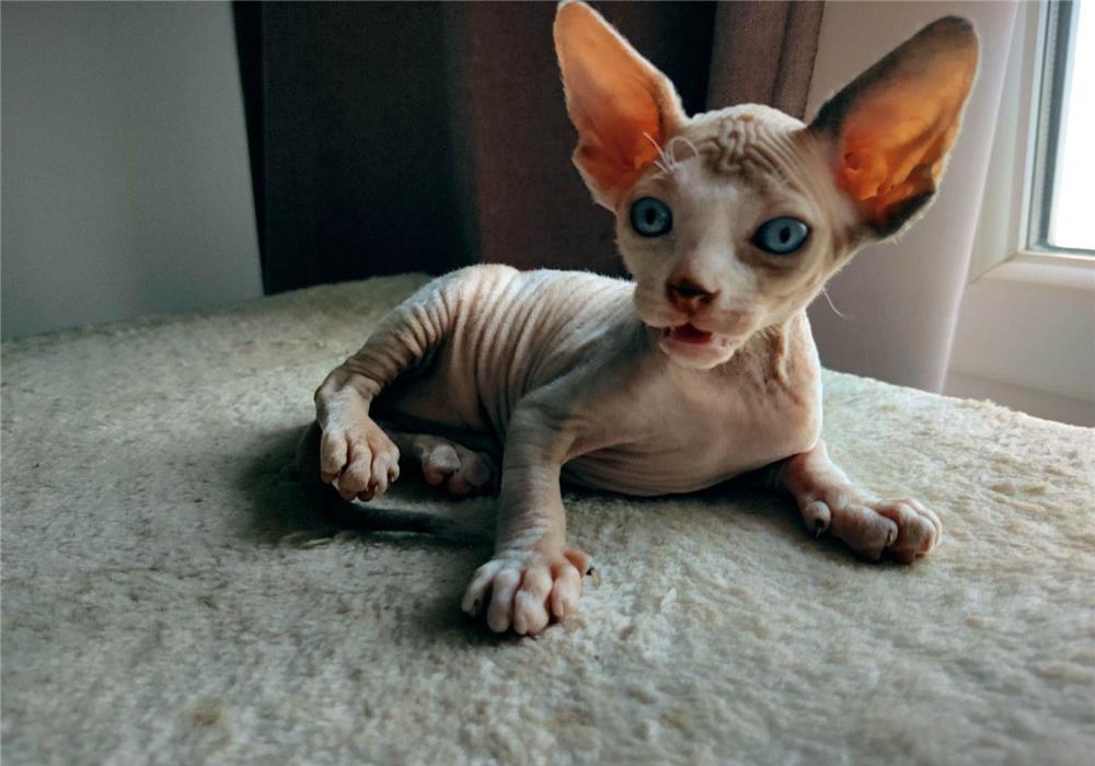 2 pisici Sfinx (sphynx) isi cauta un prieten pe viata - Anunțuri ...