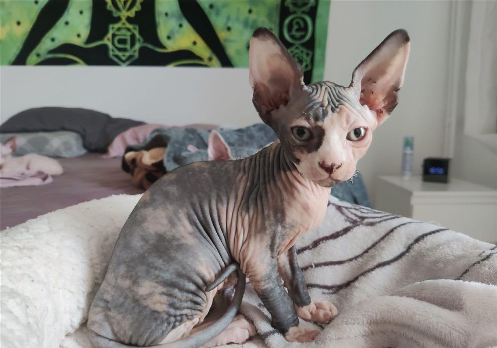 2 pisici Sfinx (sphynx) isi cauta un prieten pe viata - Anunțuri ...