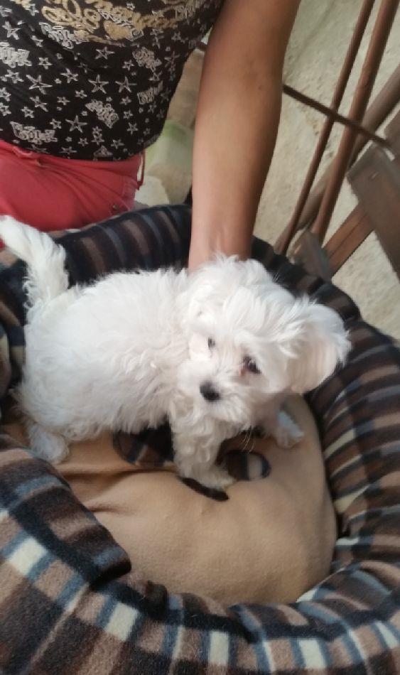Catei Bichon Maltez/Bishon Maltese Talie Mica/Bison - Anunțuri Gratuite ...