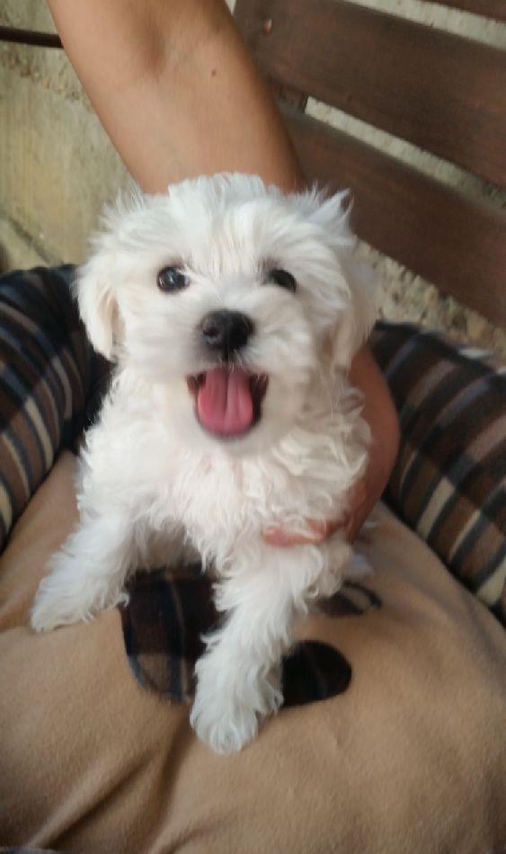 Catei Bichon Maltez/Bishon Maltese Talie Mica/Bison - Anunțuri Gratuite ...