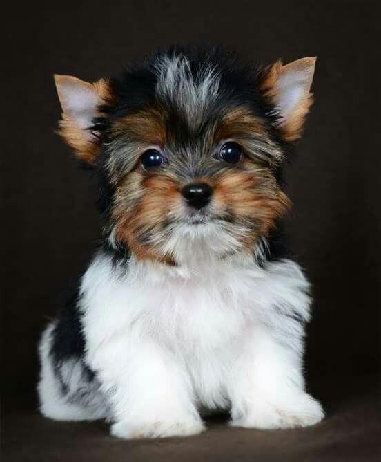 ZappAds: Ocazie,yorkshire terrier biewer toy,pui deosebiti.