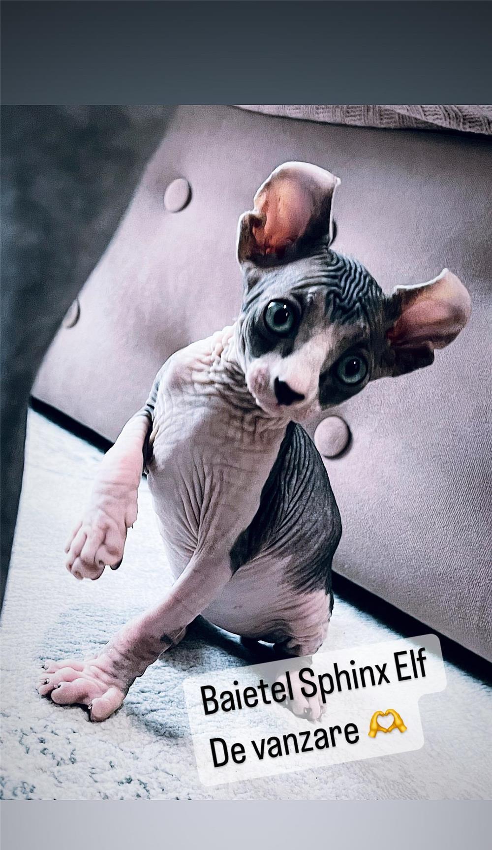 Sphinx Elf / Sfinx Elf - Anunțuri Gratuite - ZappAds.ro