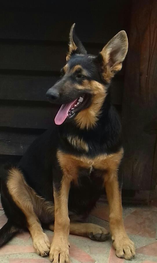 vand ciobanesc german - mascul. Pitesti (eventual schimb cu mascul ...